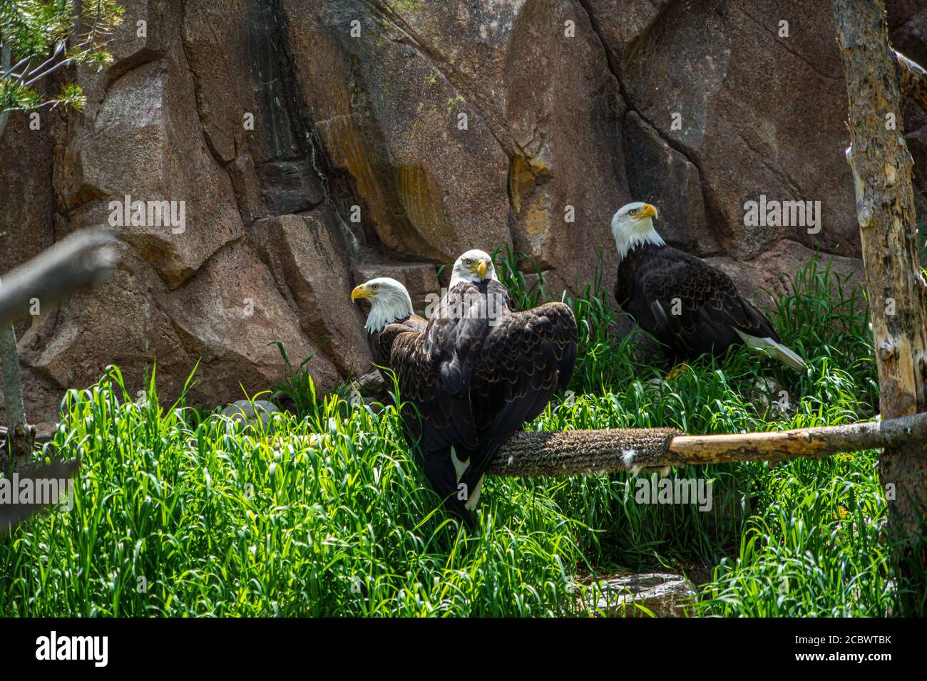 three bald eagles perched in front of rock wall Stock Photo - Alamy