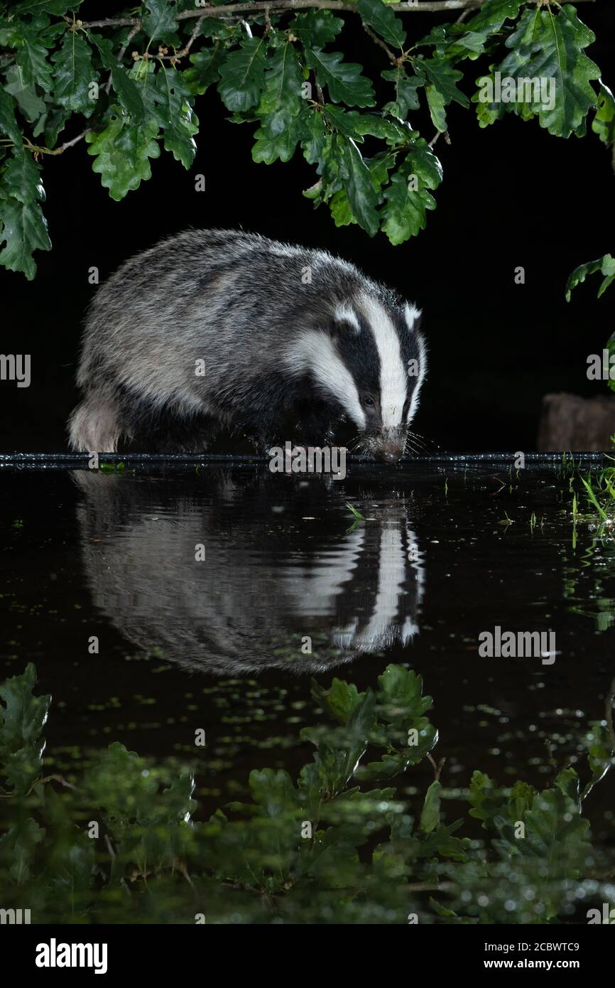 Badger drinking in pond, reflection Stock Photo - Alamy