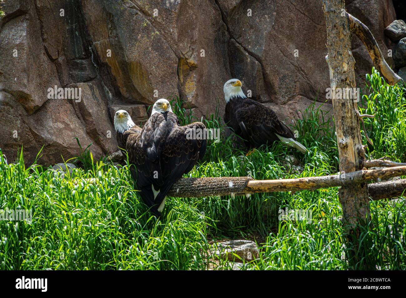 three bald eagles perched in front of rock wall Stock Photo - Alamy