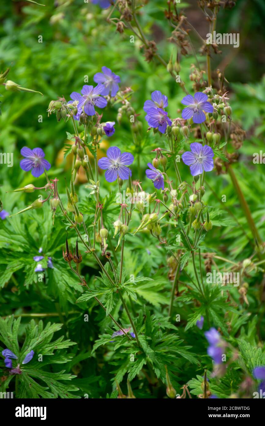 Botanical collection of plants and herbs, blue flowers of geranium ...