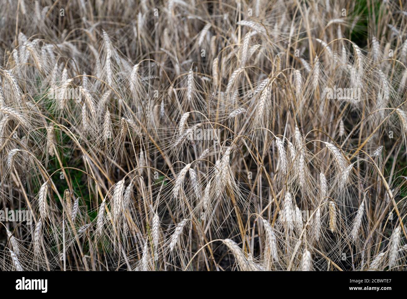 Ripe barley grains ready to harvest and making scotch whiskey Stock ...