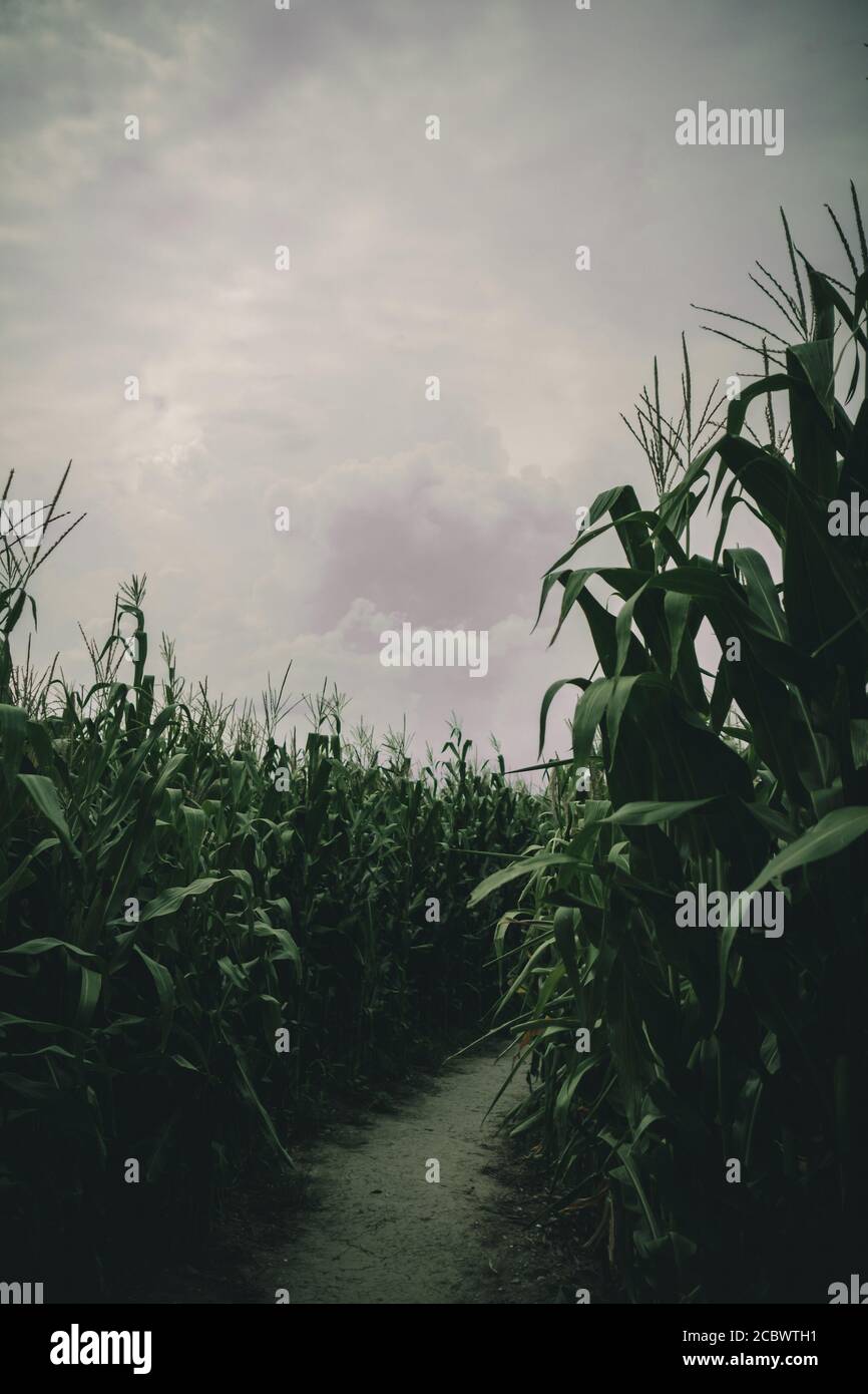 lost in spooky summer corn maze run, chasing and playing in labyrinth ...