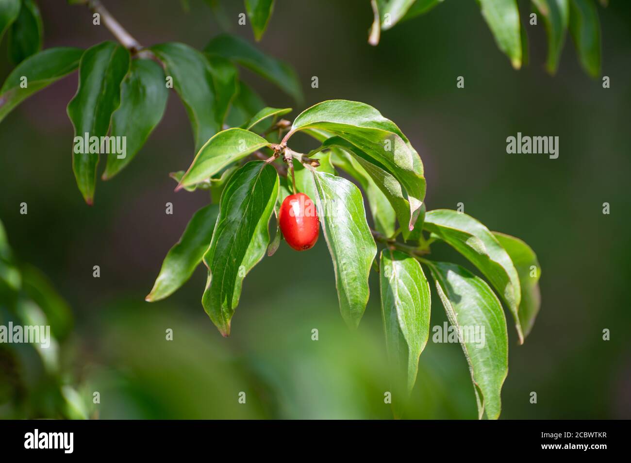 Botanical collection of medicinal plants and herbs, red berries of ...