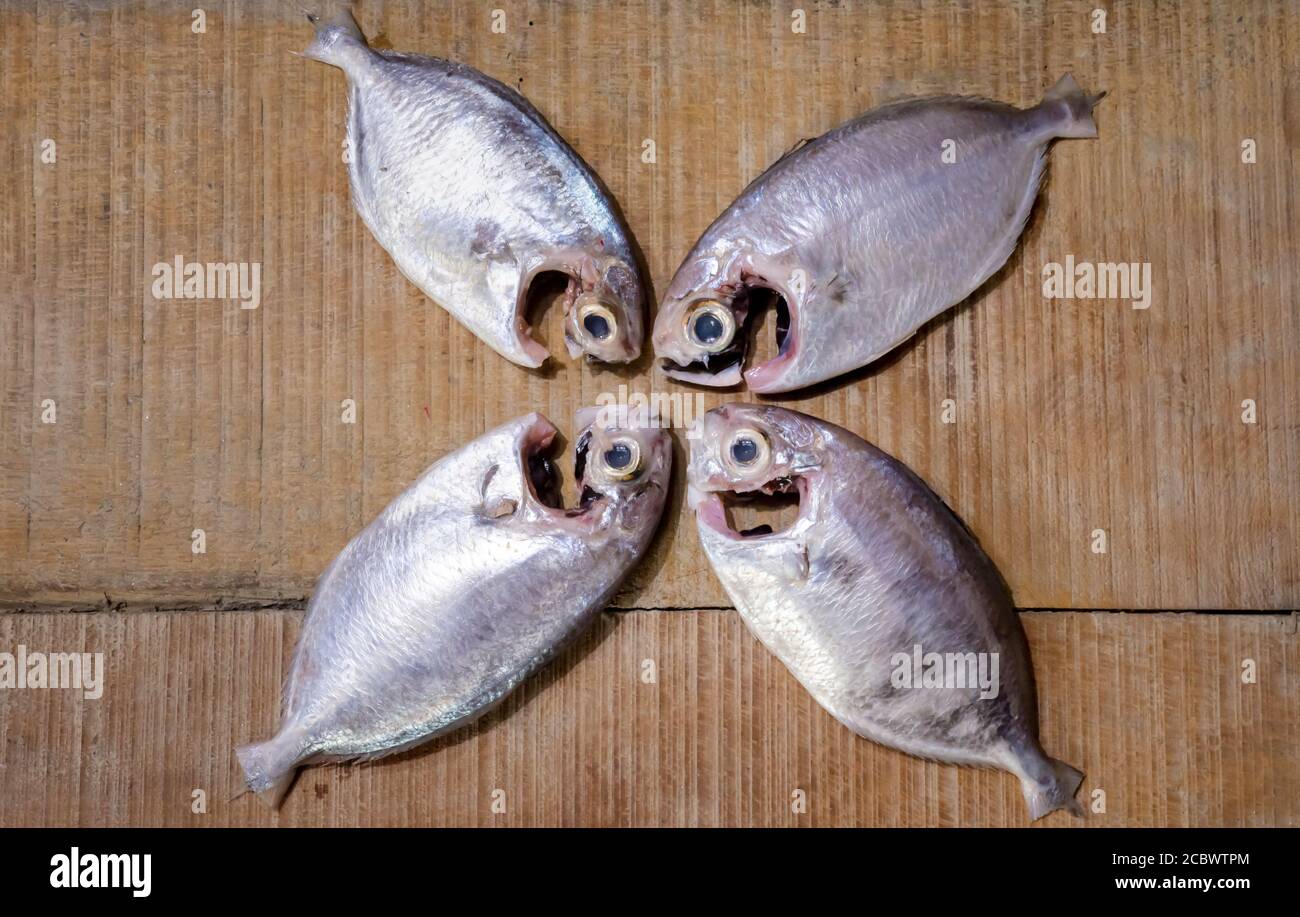 Butterfish High Resolution Stock Photography and Images - Alamy