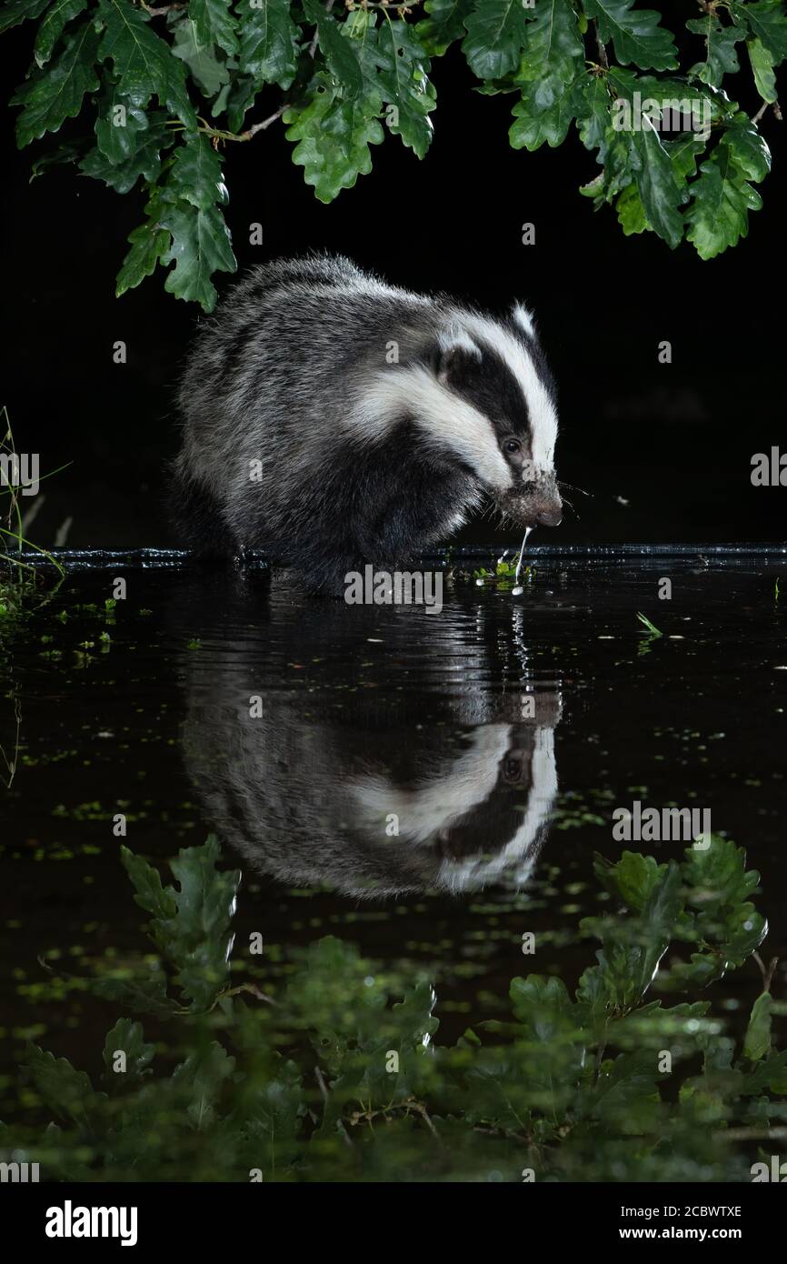 Badger drinking in pond, reflection Stock Photo - Alamy