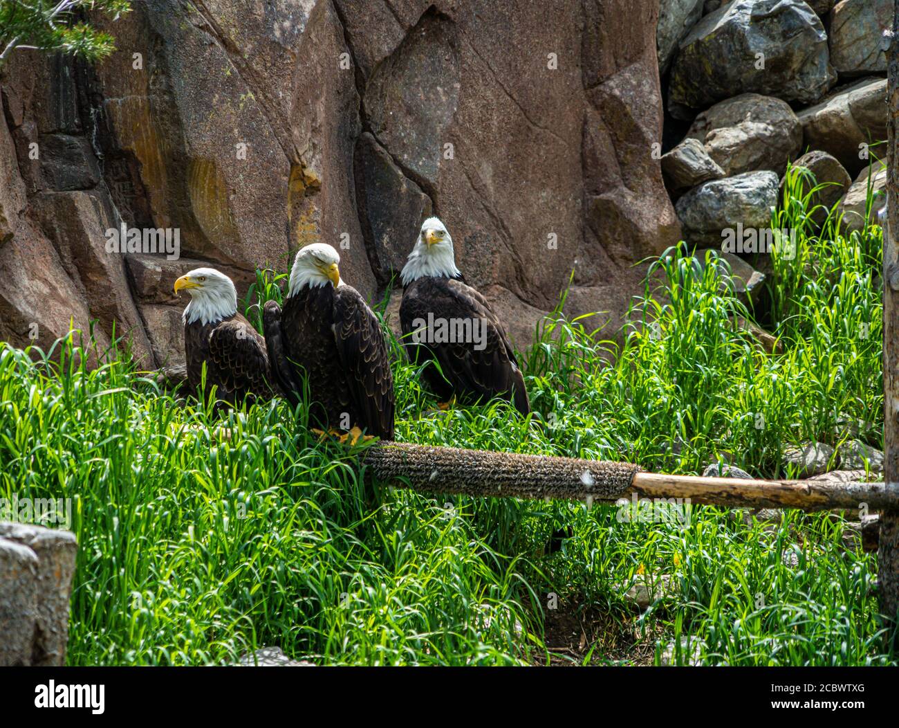 Golden eagle perched rock hi-res stock photography and images - Alamy