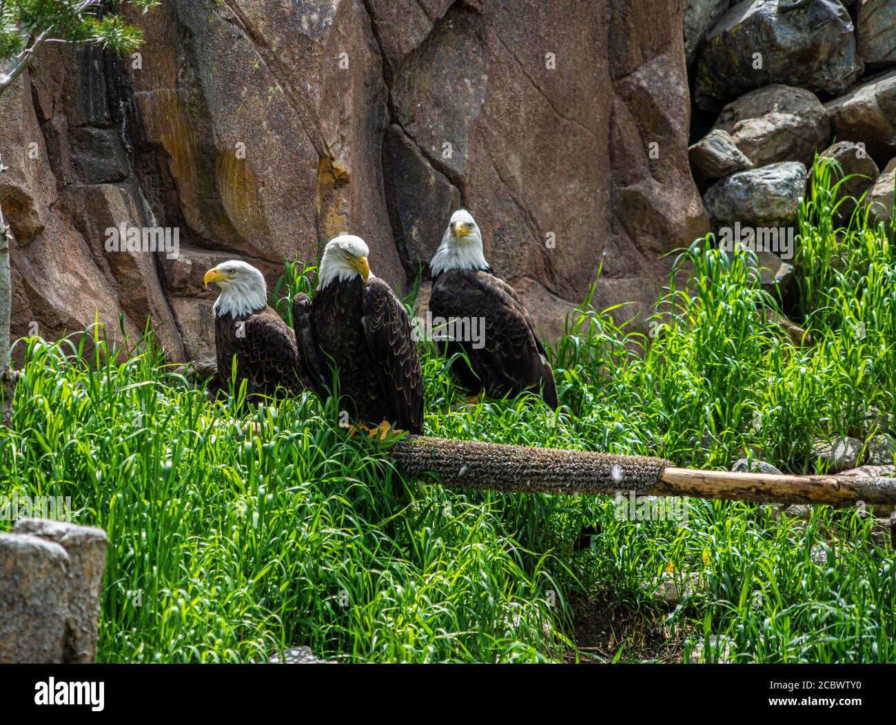 Golden eagle perched rock hi-res stock photography and images - Alamy