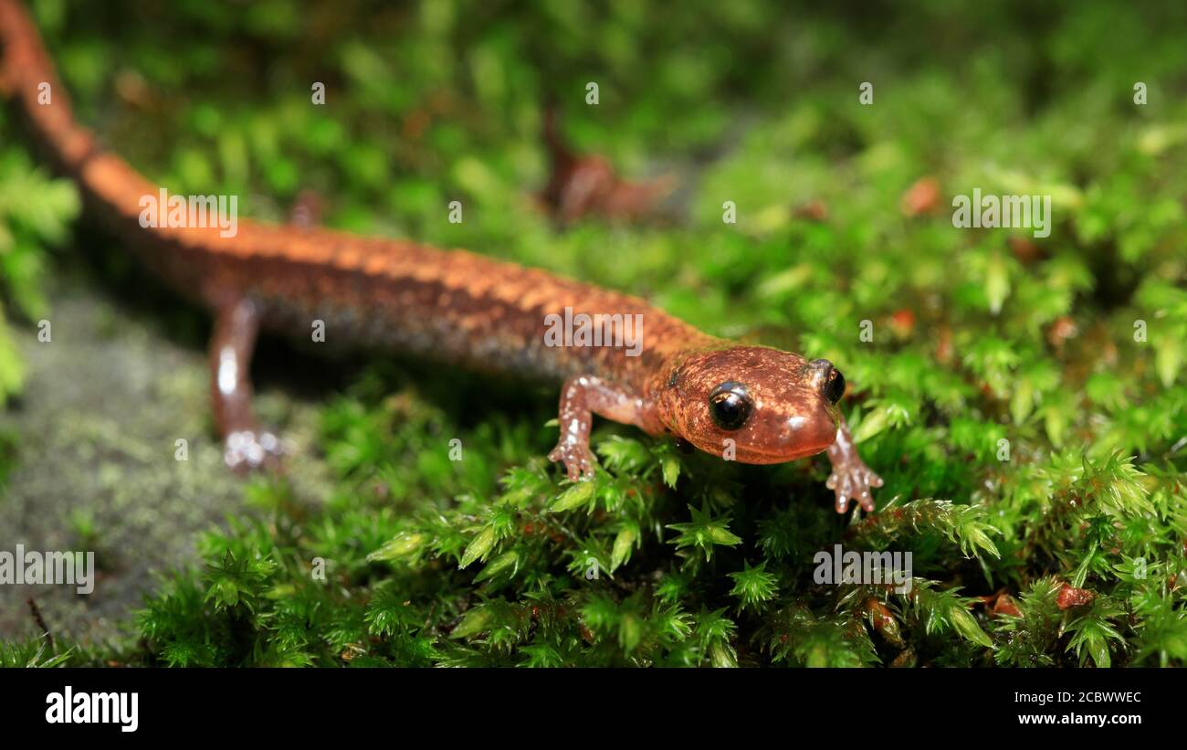 Face and body of Eastern Red-Backed Salamander on a mossy rock seen in ...