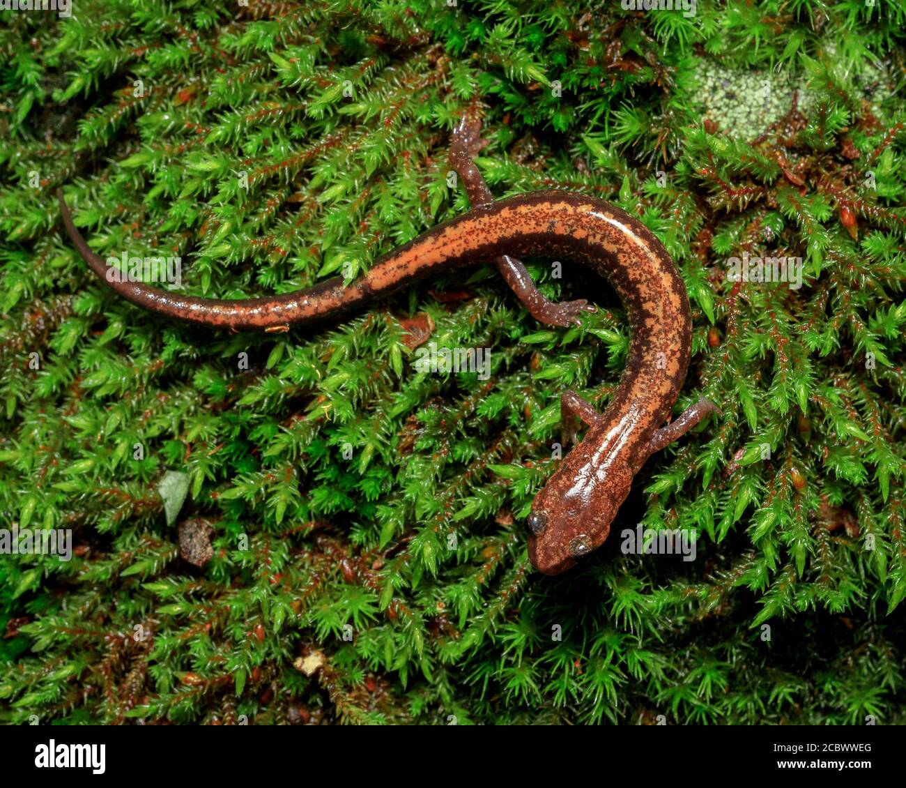 Shenandoah virginia salamander hi-res stock photography and images - Alamy