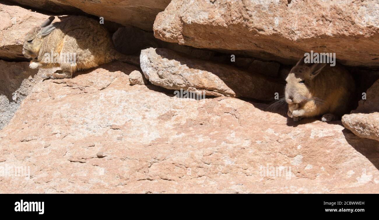 The northern viscacha, Lagidium peruanum, in Bolivia Stock Photo - Alamy