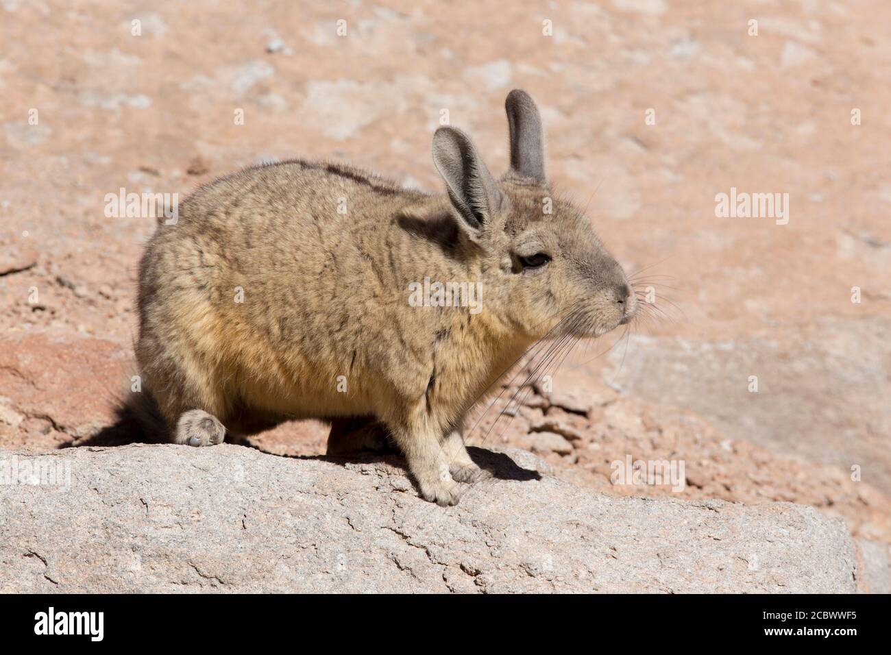 The northern viscacha, Lagidium peruanum, in Bolivia Stock Photo - Alamy