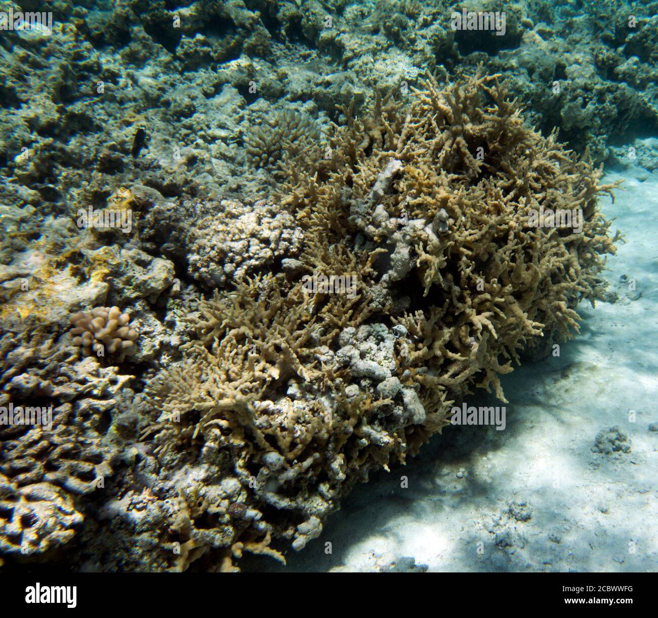 The underwater life in lagoon of New Caledonia Stock Photo - Alamy