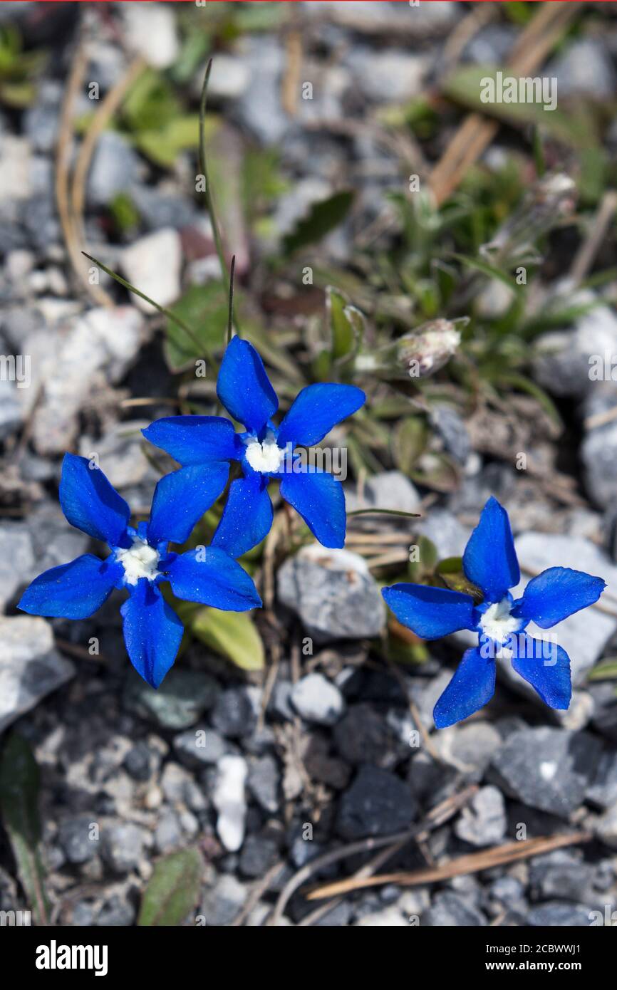 A close up photo of blue mountain flower in Italy Stock Photo - Alamy