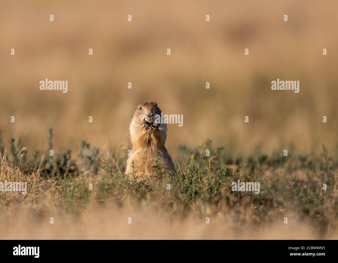 Cute Prairie Dog Stock Photo - Alamy