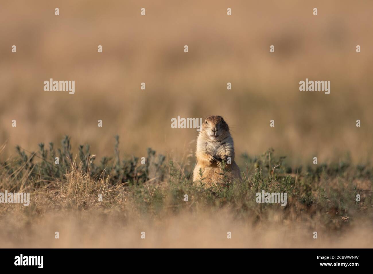 Cute Prairie Dog Stock Photo - Alamy