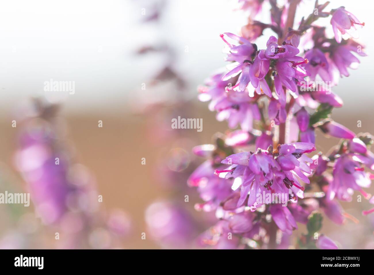 Close up of the pinky and purple heather flower (Calluna vulgaris) on ...