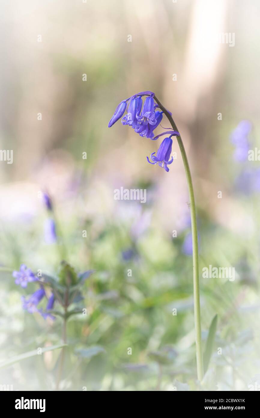 A Bluebell (Hyacinthoides non-scripta) growing tall in a Norfolk ...