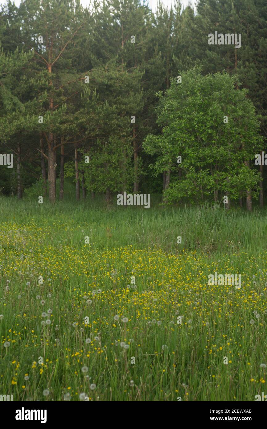 Summer green forest hi-res stock photography and images - Alamy