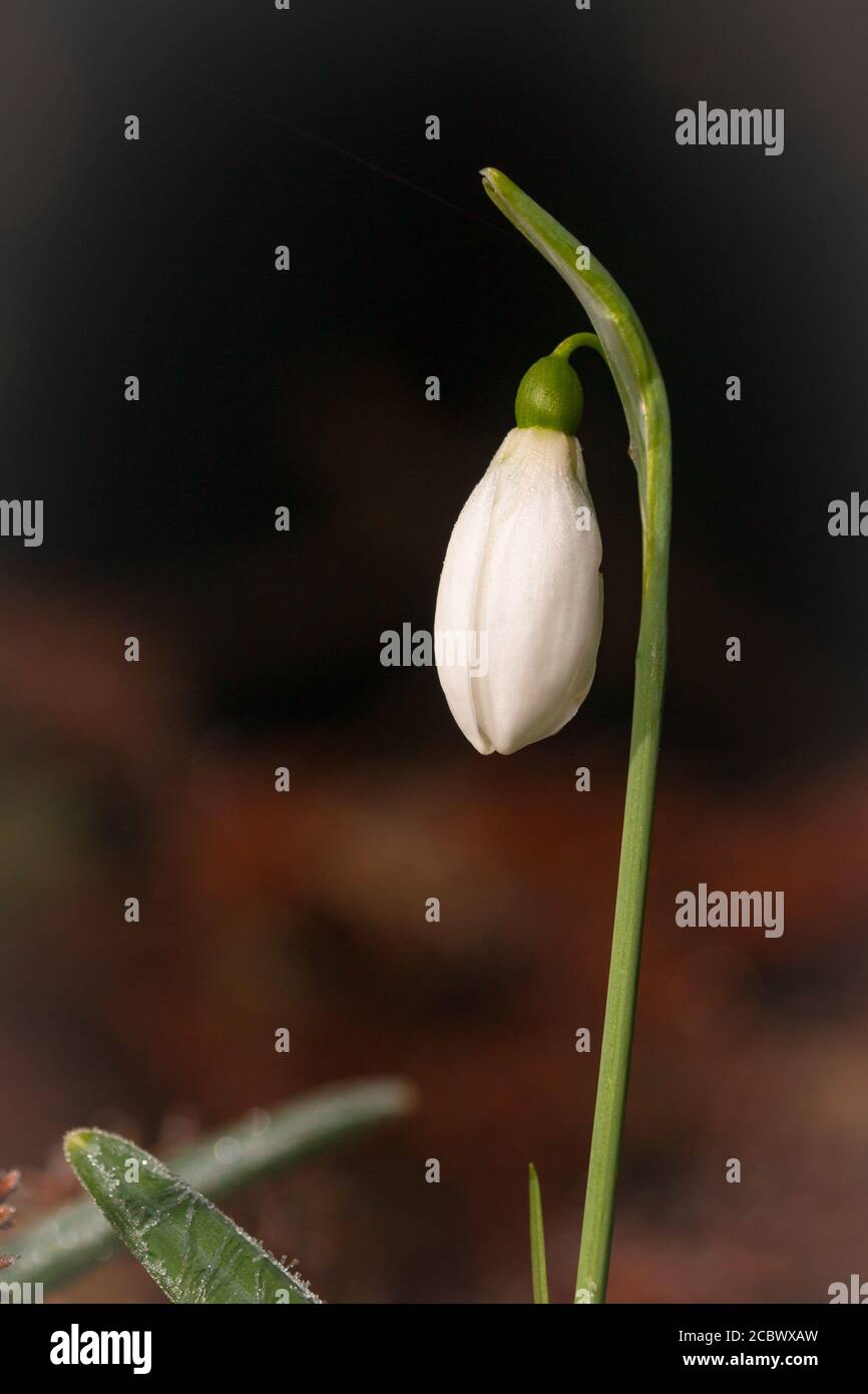 A singular snowdrop (Galanthus nivalis) rises in the dark Norfolk ...