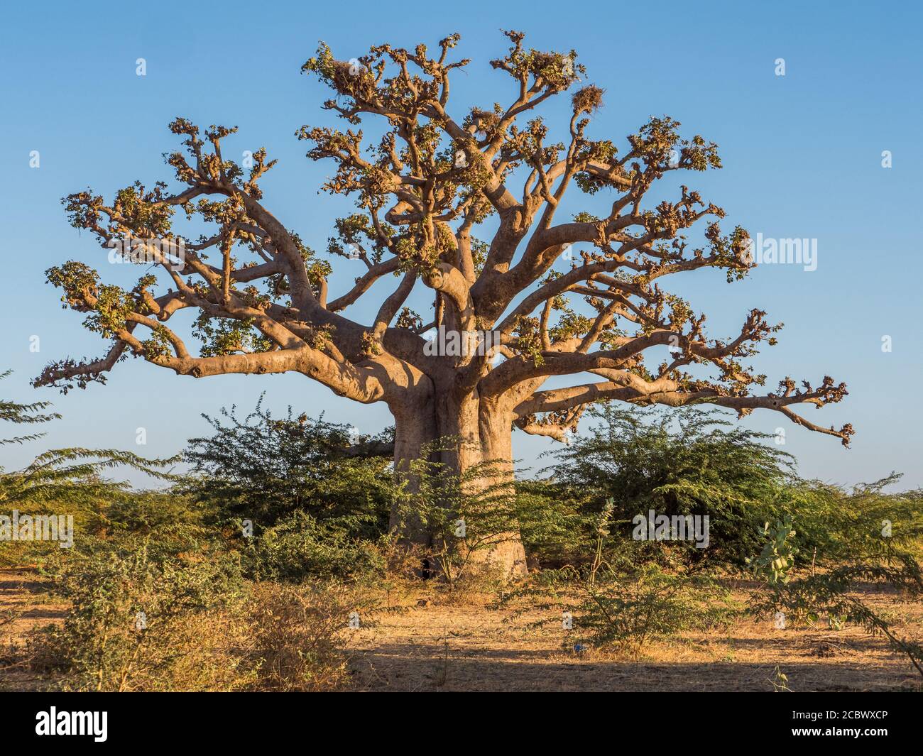 Huge baobab tree at sunset. Tree of happiness, Senegal. Africa Stock ...