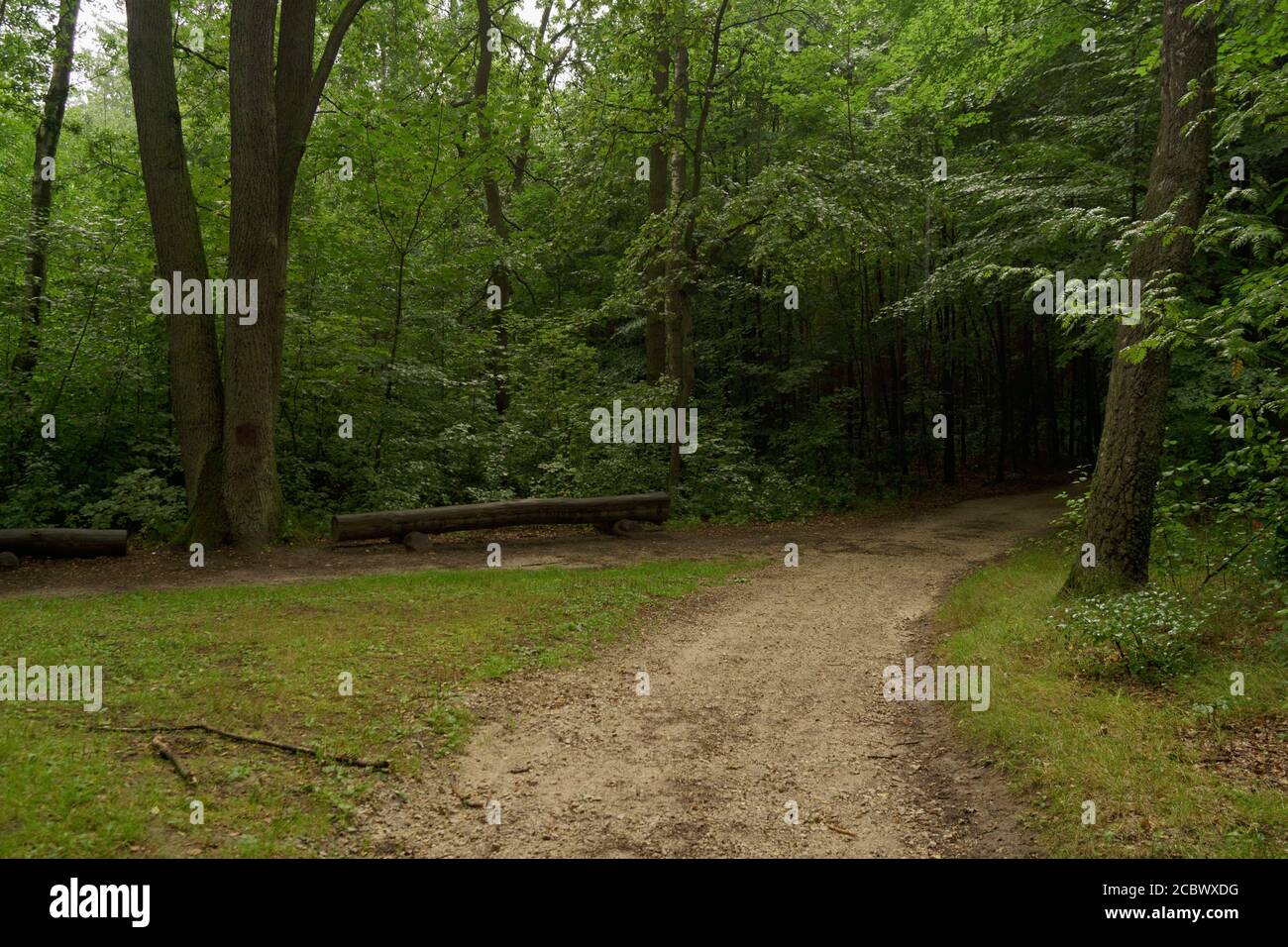 Path in the forest on a summer day Stock Photo - Alamy