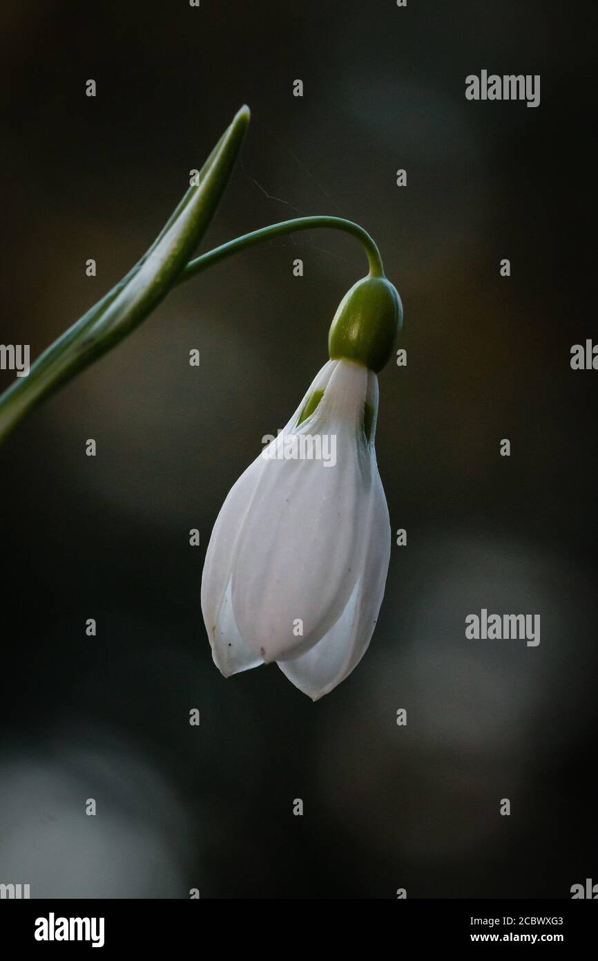 A portrait of a snowdrop flower (Galanthus nivalis) growing in a ...