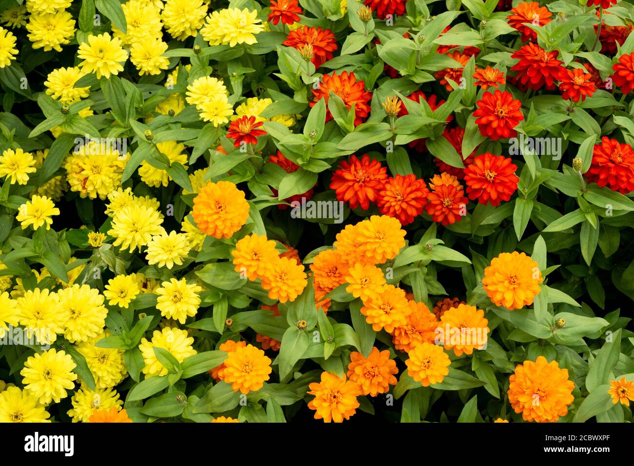 Zahara double fire hi-res stock photography and images - Alamy