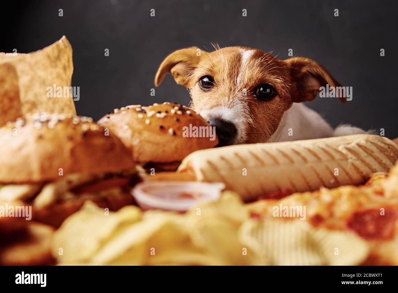 Hungry dog stealing food from table. Jack russell terrier puppy eating ...