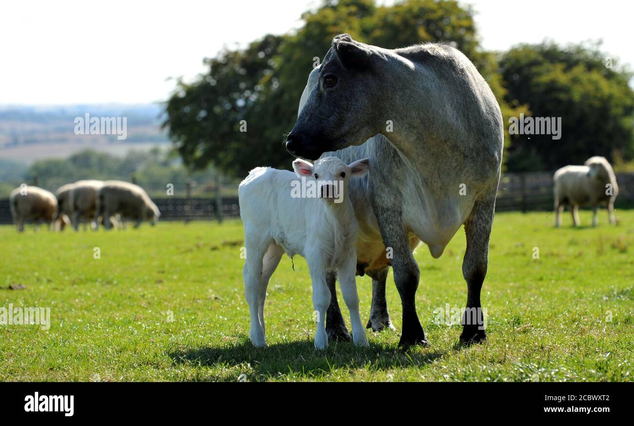 Albions High Resolution Stock Photography and Images - Alamy