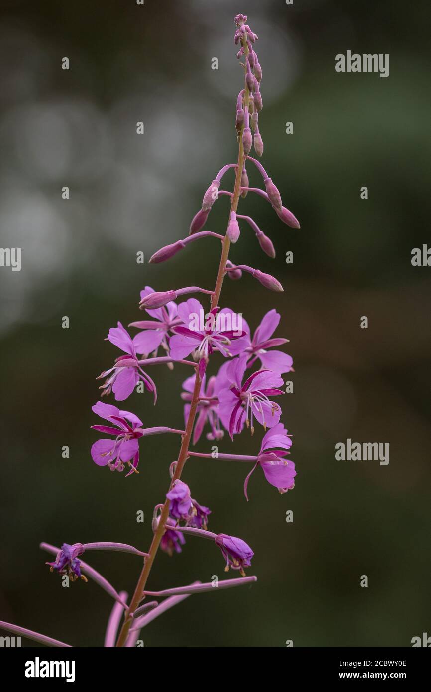 Tall Pink Flower High Resolution Stock Photography and Images - Alamy