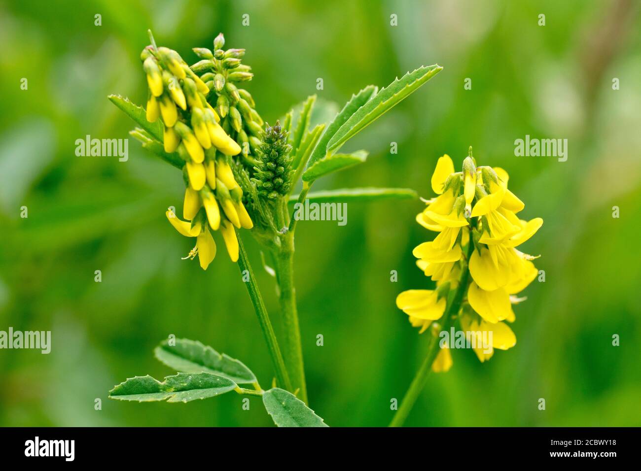 Melilotus officinalis hi-res stock photography and images - Alamy