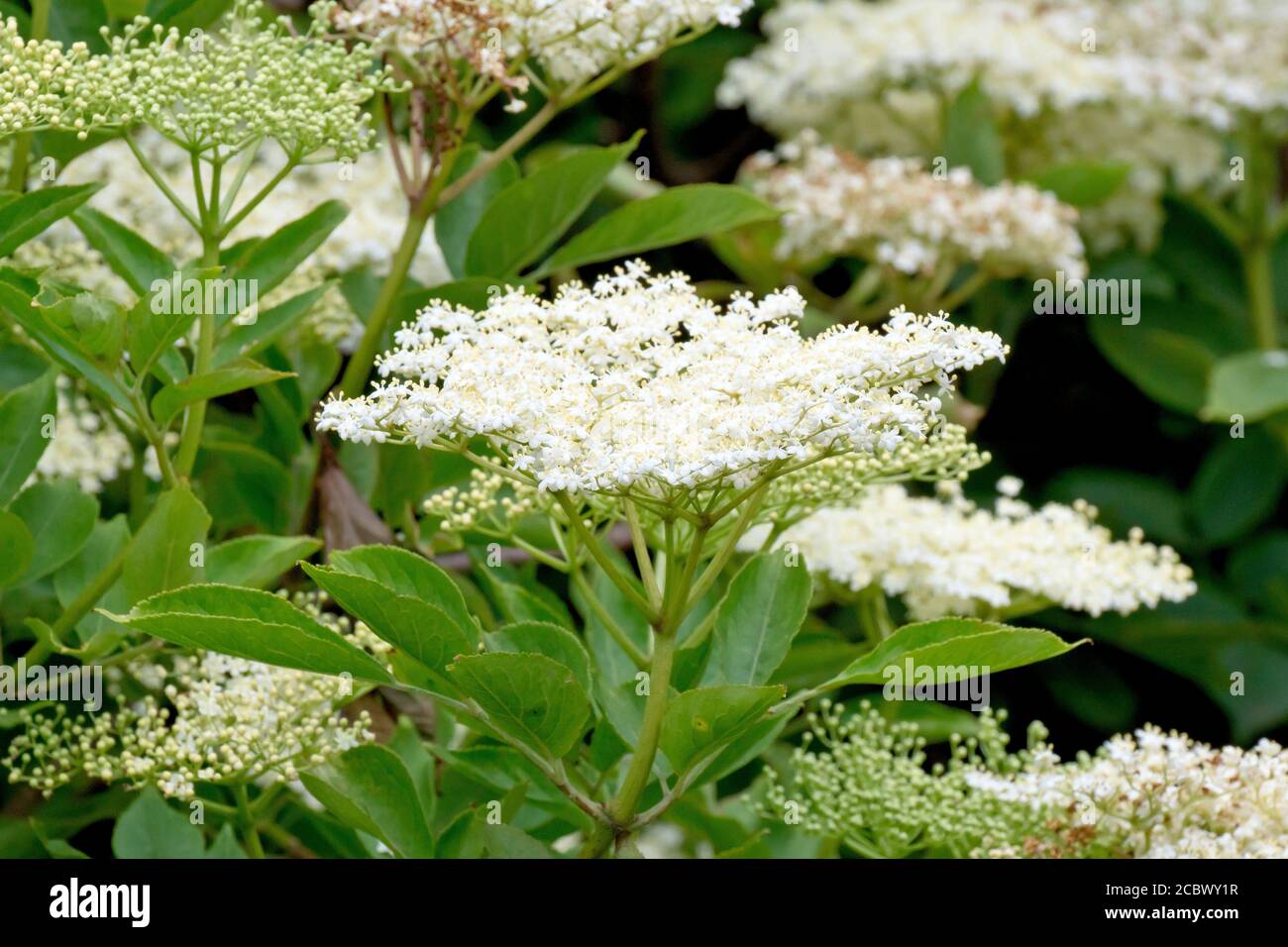 Elder, Elderflower or Elderberry (sambucus nigra), close up of several ...