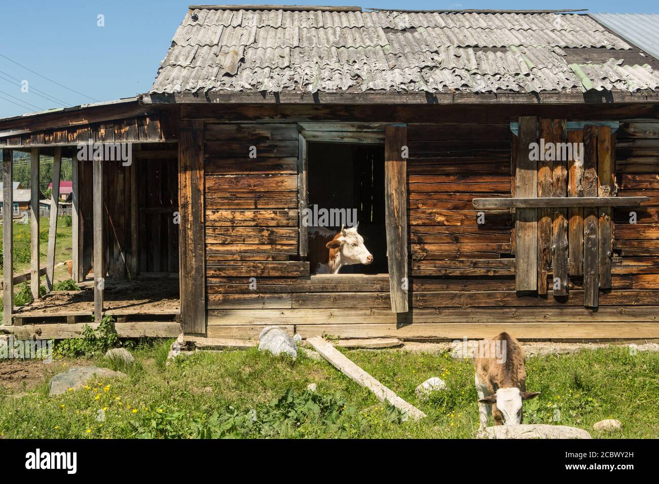 Cows escape the heat in an old abandoned wooden house Stock Photo - Alamy