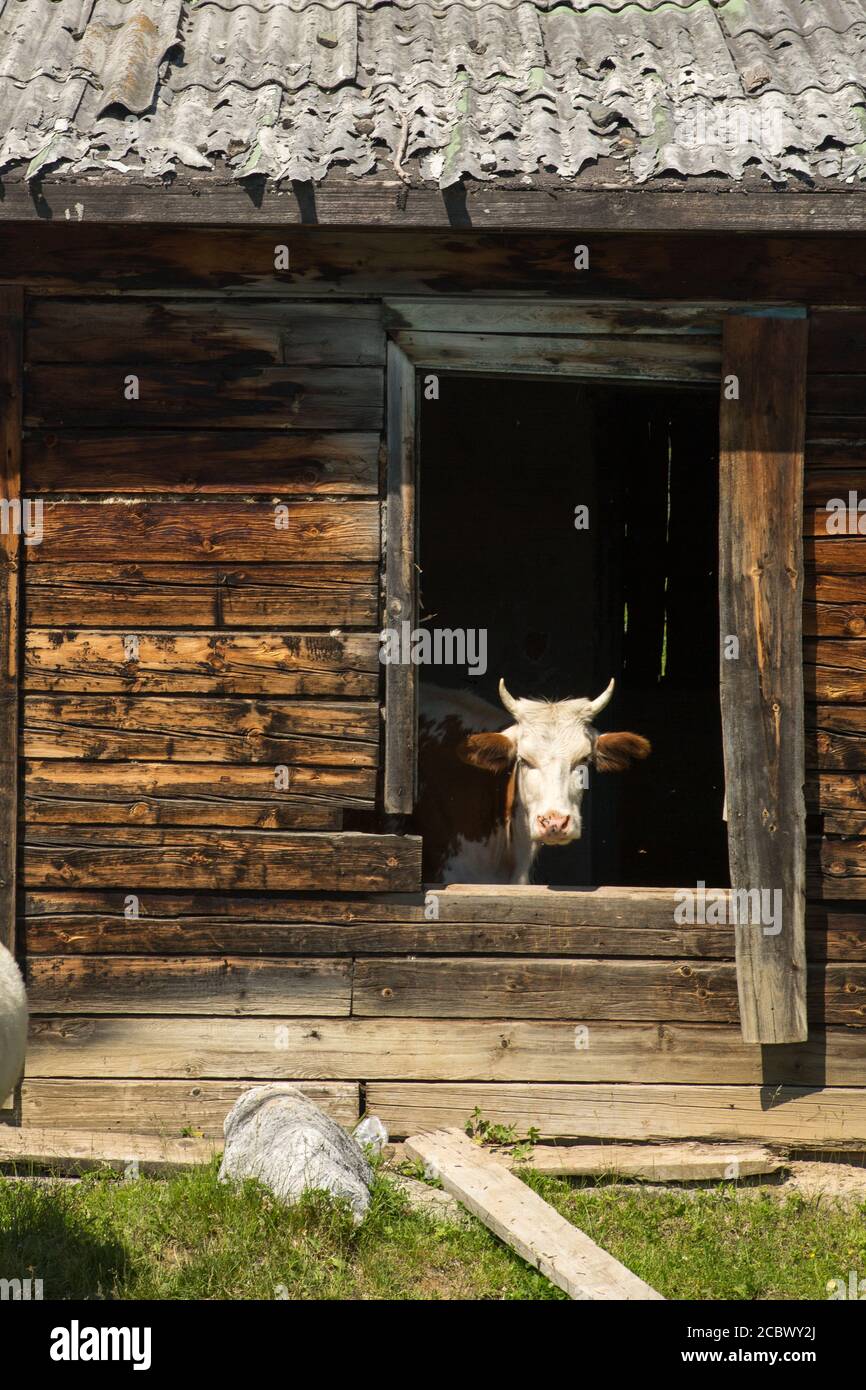 Cows escape the heat in an old abandoned wooden house Stock Photo - Alamy