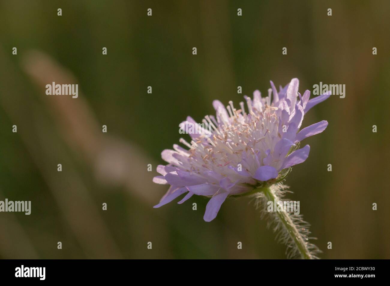 The pink flower of the scabious (Knautia arvensis) grows up in the ...