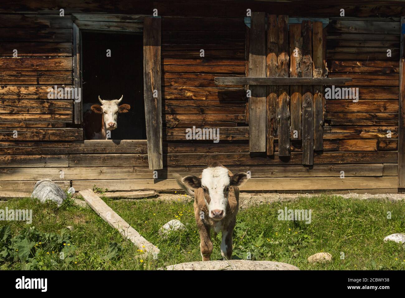 Cows escape the heat in an old abandoned wooden house Stock Photo - Alamy