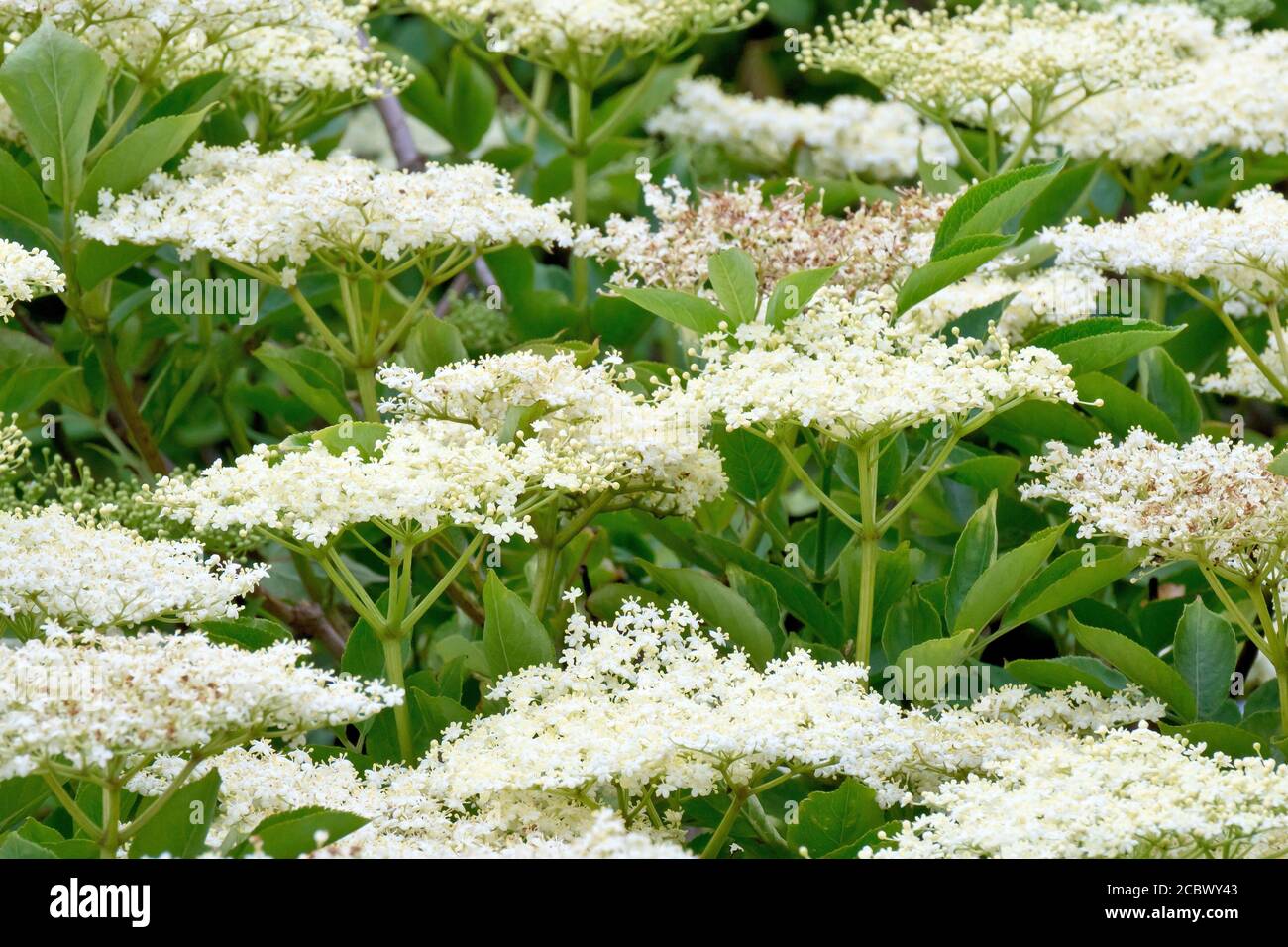 Large Flower Heads High Resolution Stock Photography and Images - Alamy