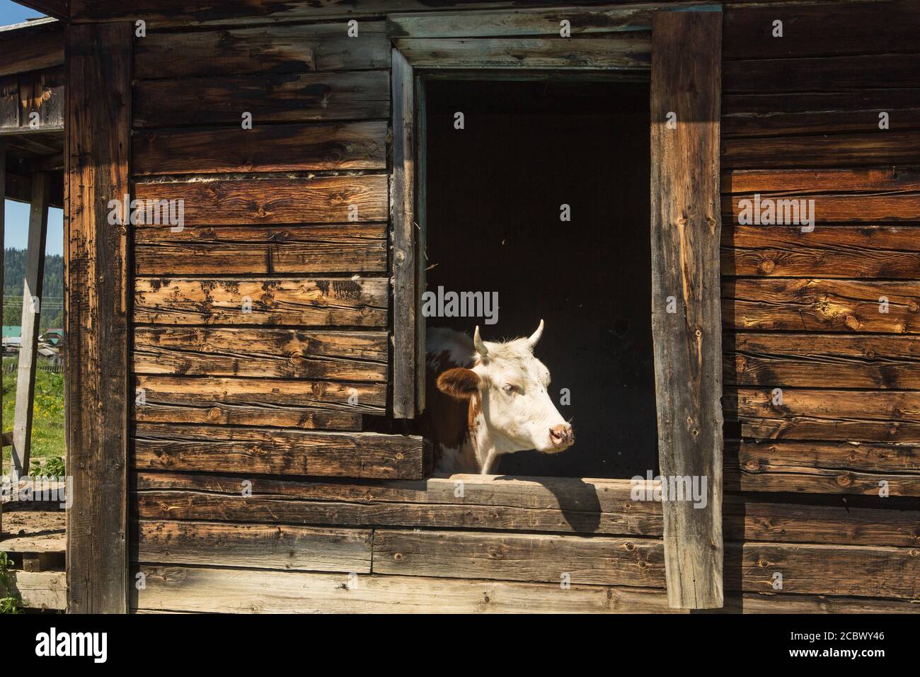 Cows escape the heat in an old abandoned wooden house Stock Photo - Alamy