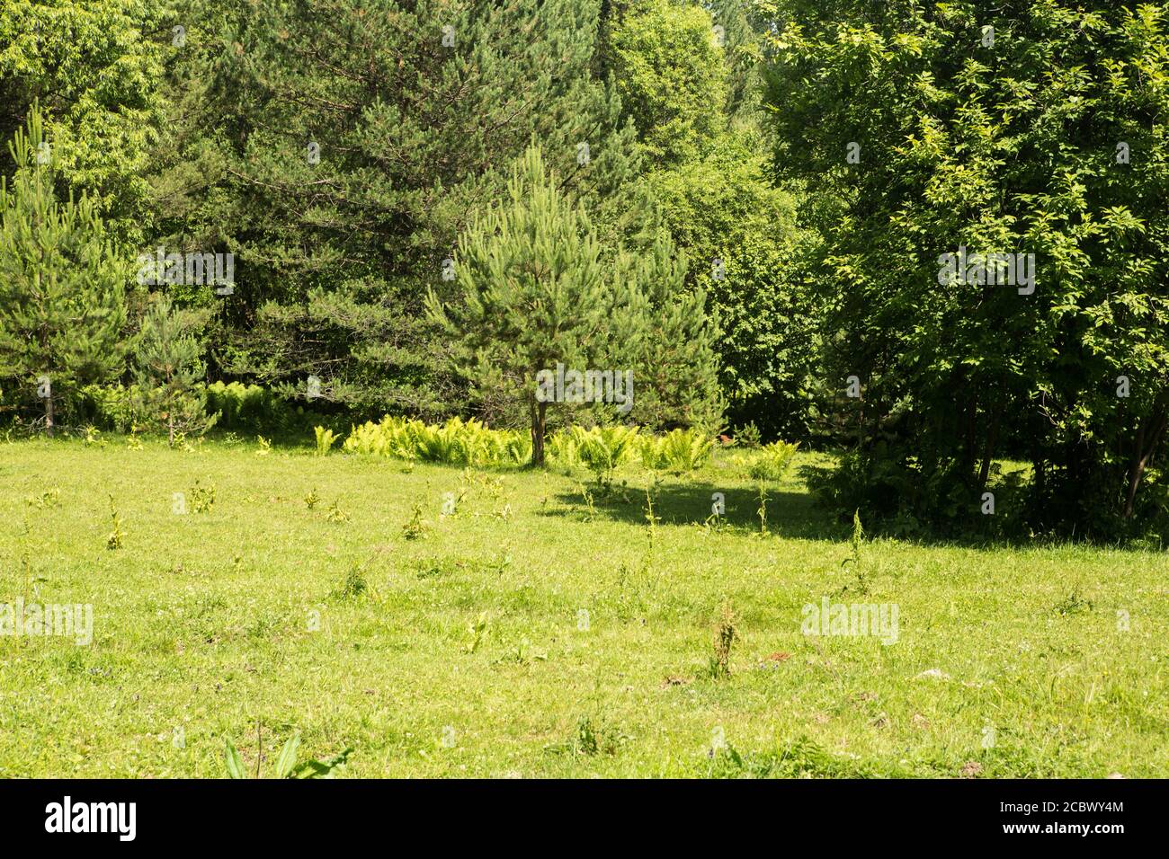 Beautiful green clearing field in a forest - picture with copy-space ...
