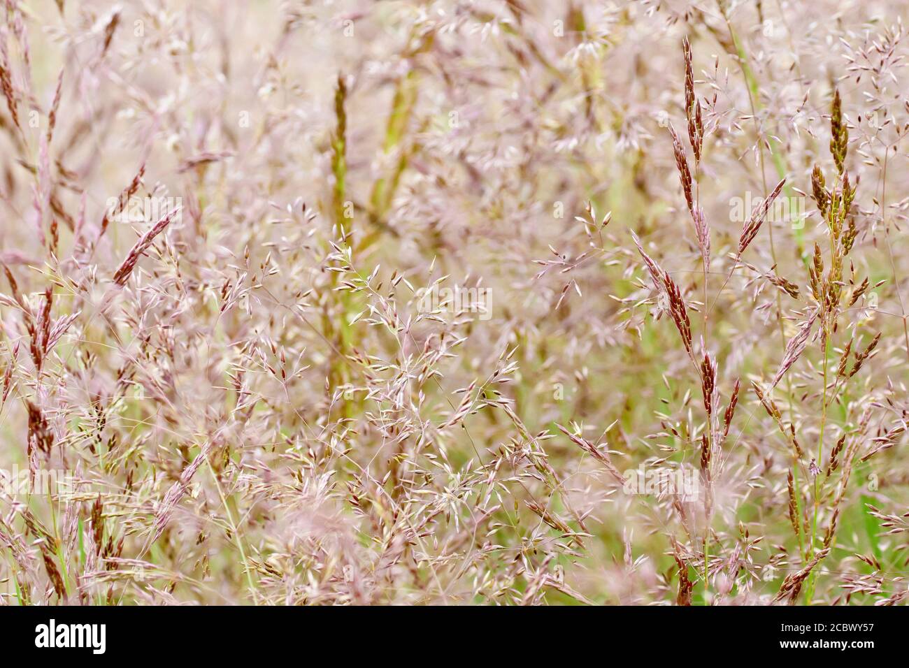 Flowering grass hi-res stock photography and images - Alamy