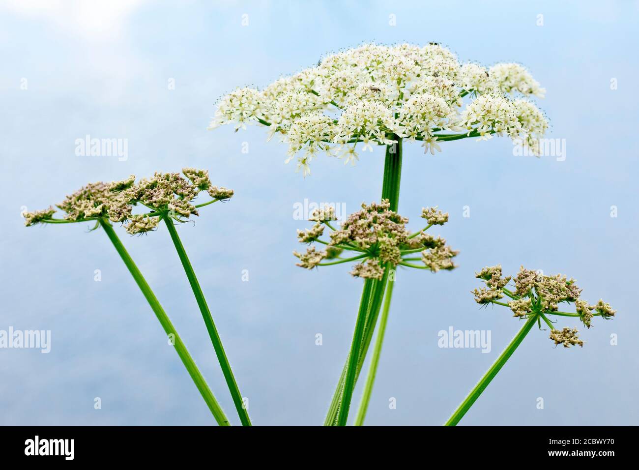 Single flower heads hi-res stock photography and images - Alamy