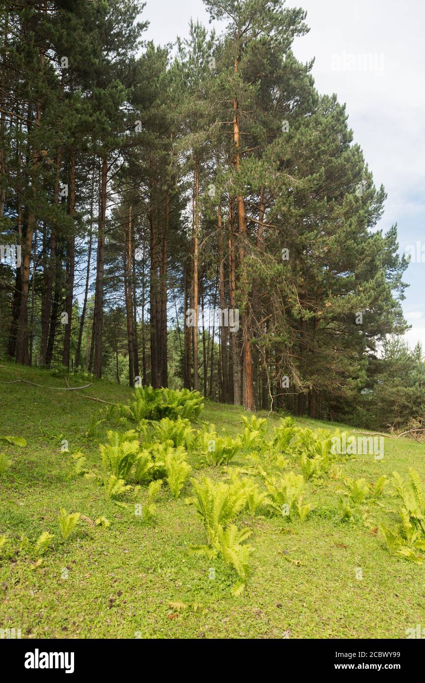 Beautiful green clearing field in a forest - picture with copy-space ...