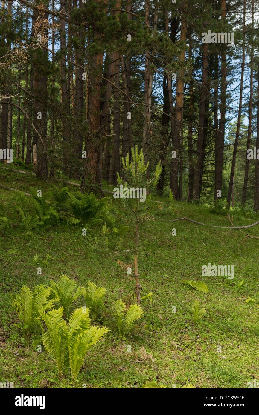 Beautiful green clearing field in a forest - picture with copy-space ...