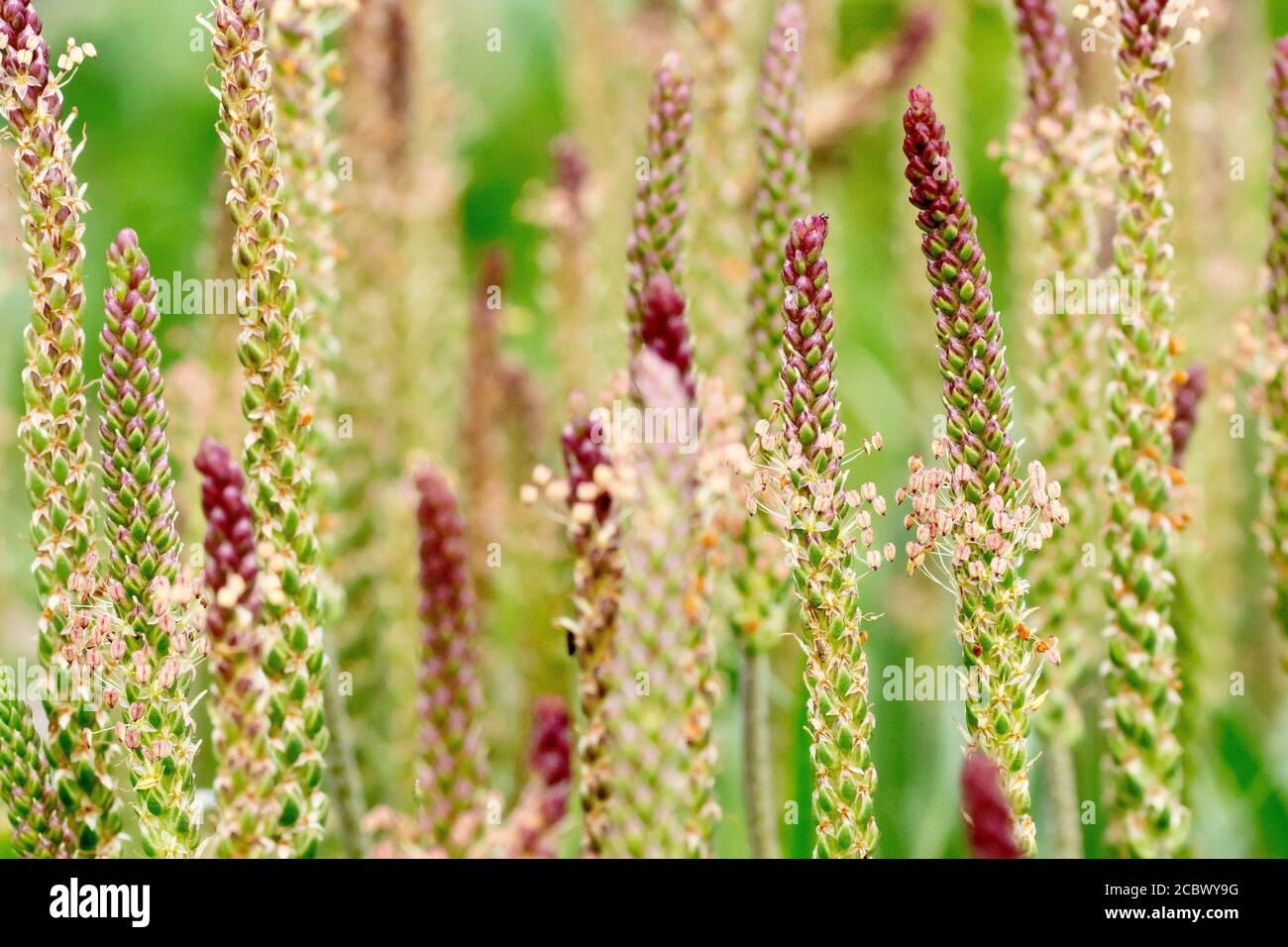 Sea Plantain (plantago maritima), close up showing a mass of the long ...