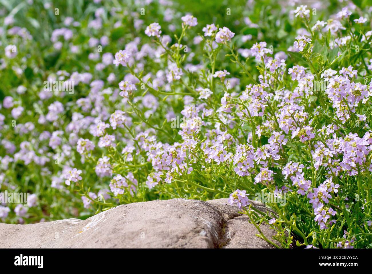 Sea Rocket (cakile maritima), close up of a mass of flower heads ...