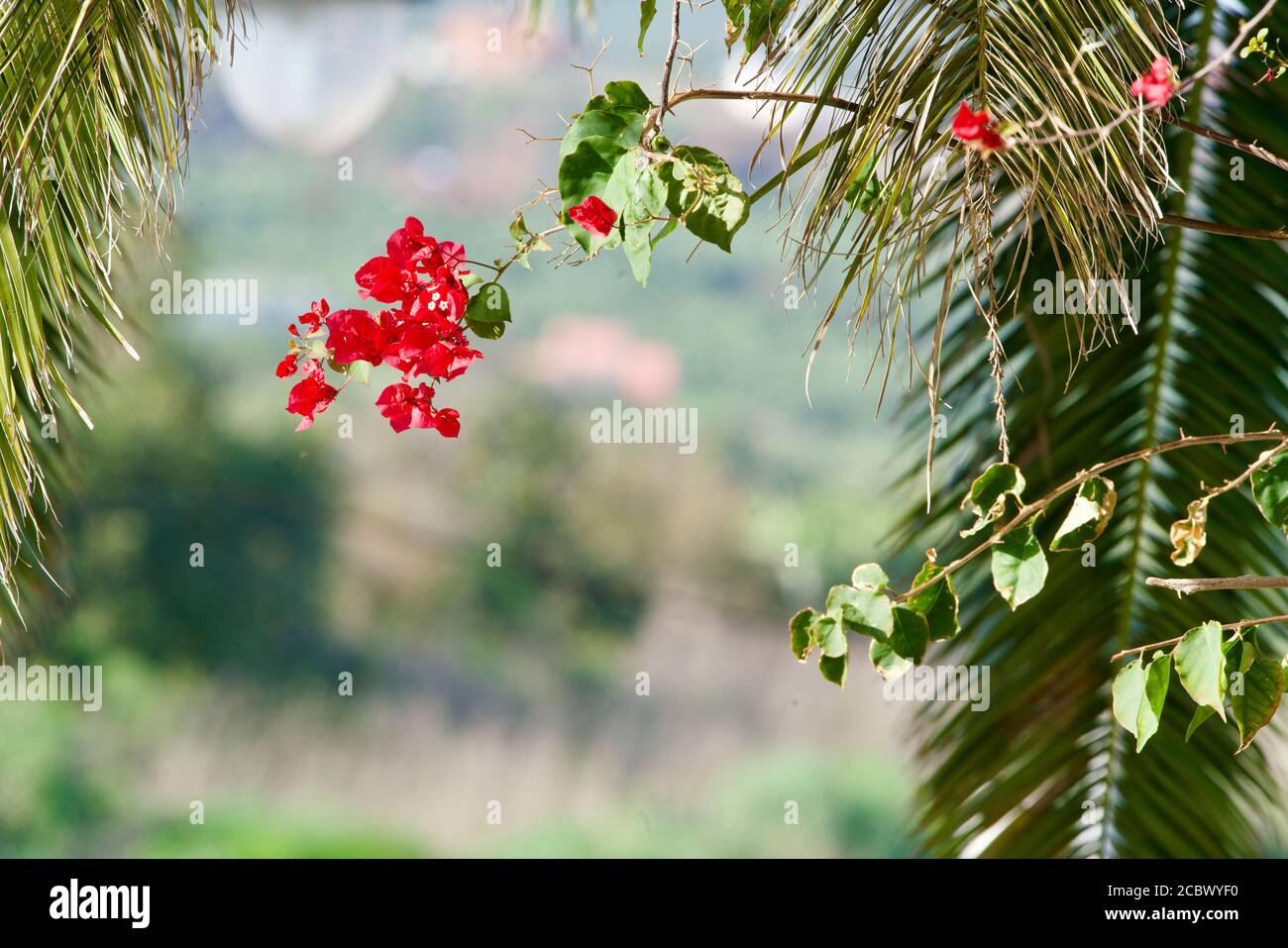 Colorful bougainvillea palm trees hi-res stock photography and images ...