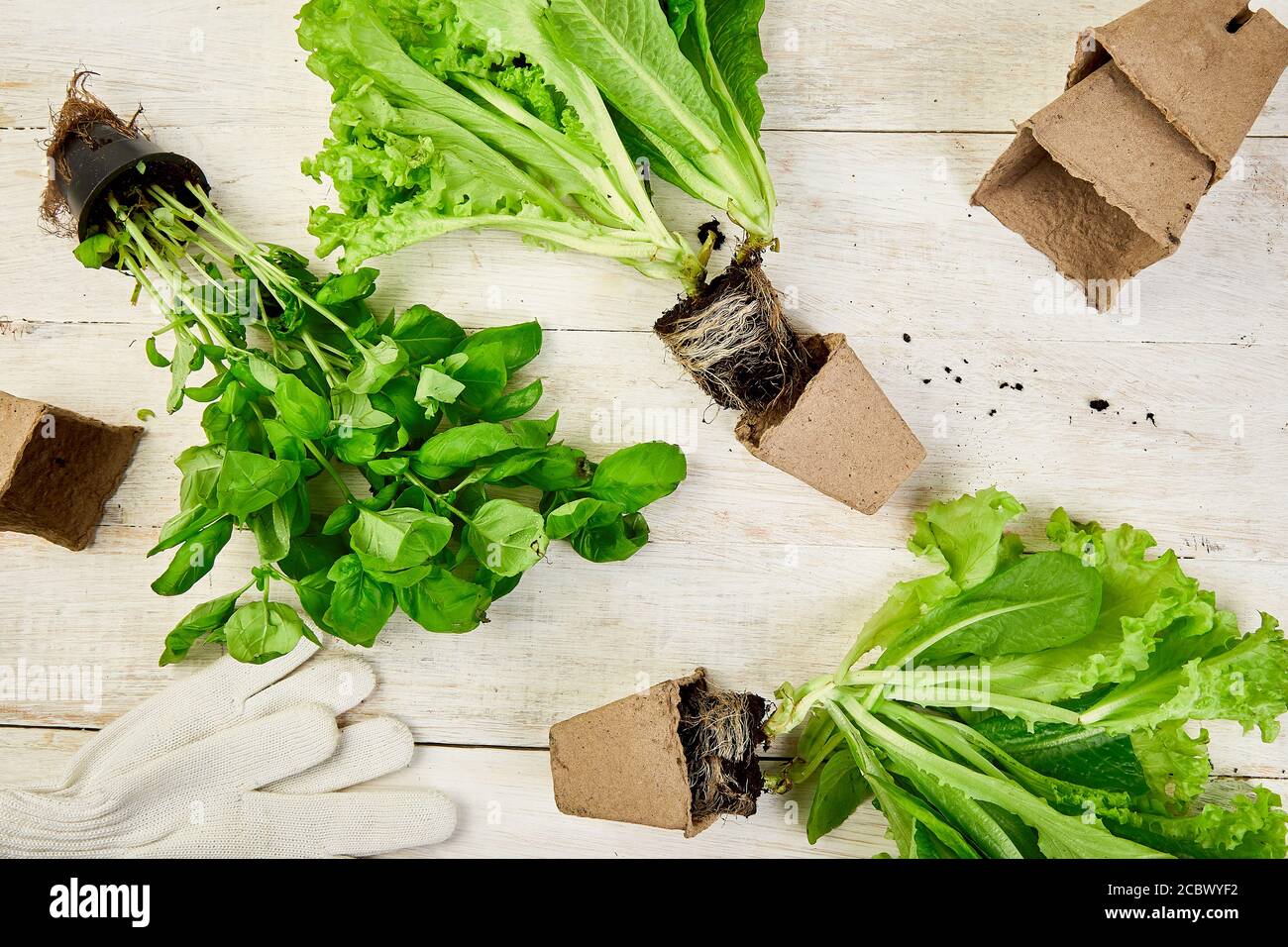 Flat lay of Gardening tools, basil, eco flowerpot, soil on white wooden ...