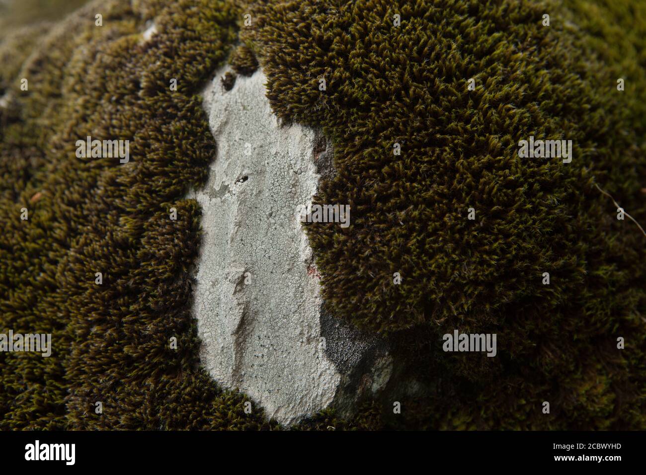 Deep green lichen covered hi-res stock photography and images - Alamy