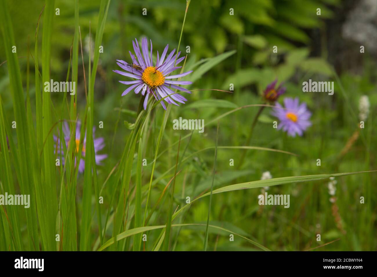 Aster camomile, or Italian is a species of perennial herbaceous plants ...