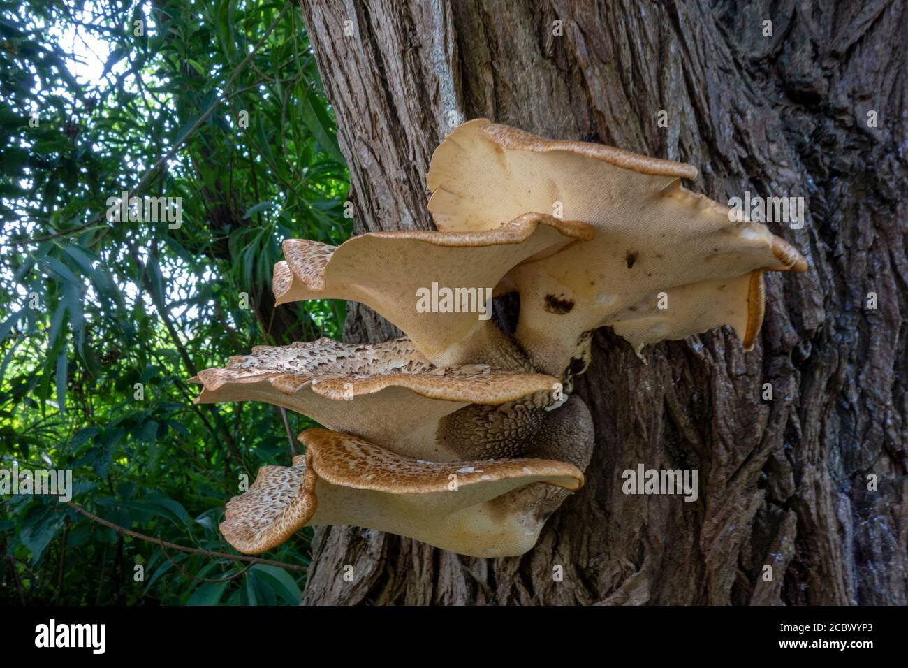 Fungus on willow tree hi-res stock photography and images - Alamy